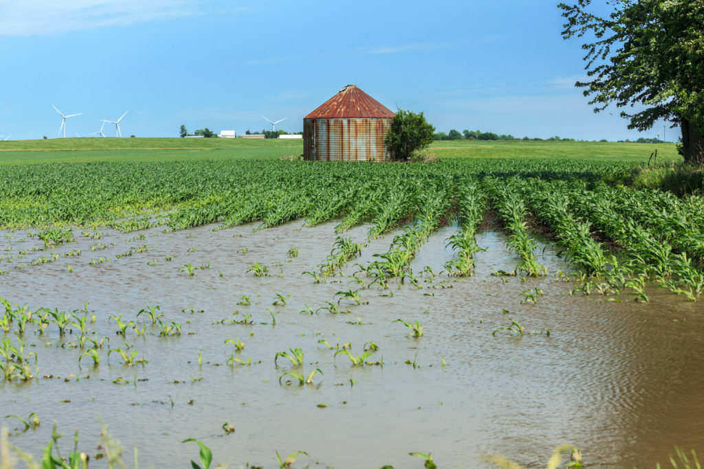 Corn field flooded by summer rain - Tank Utility